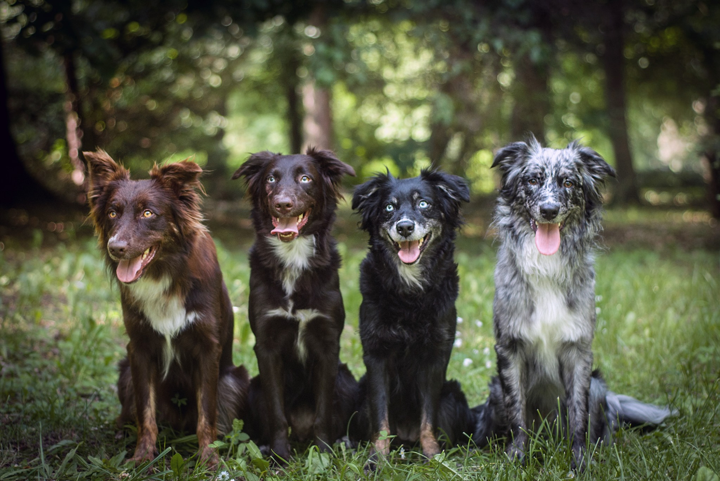 Vir Revasan' Australian Shepherds