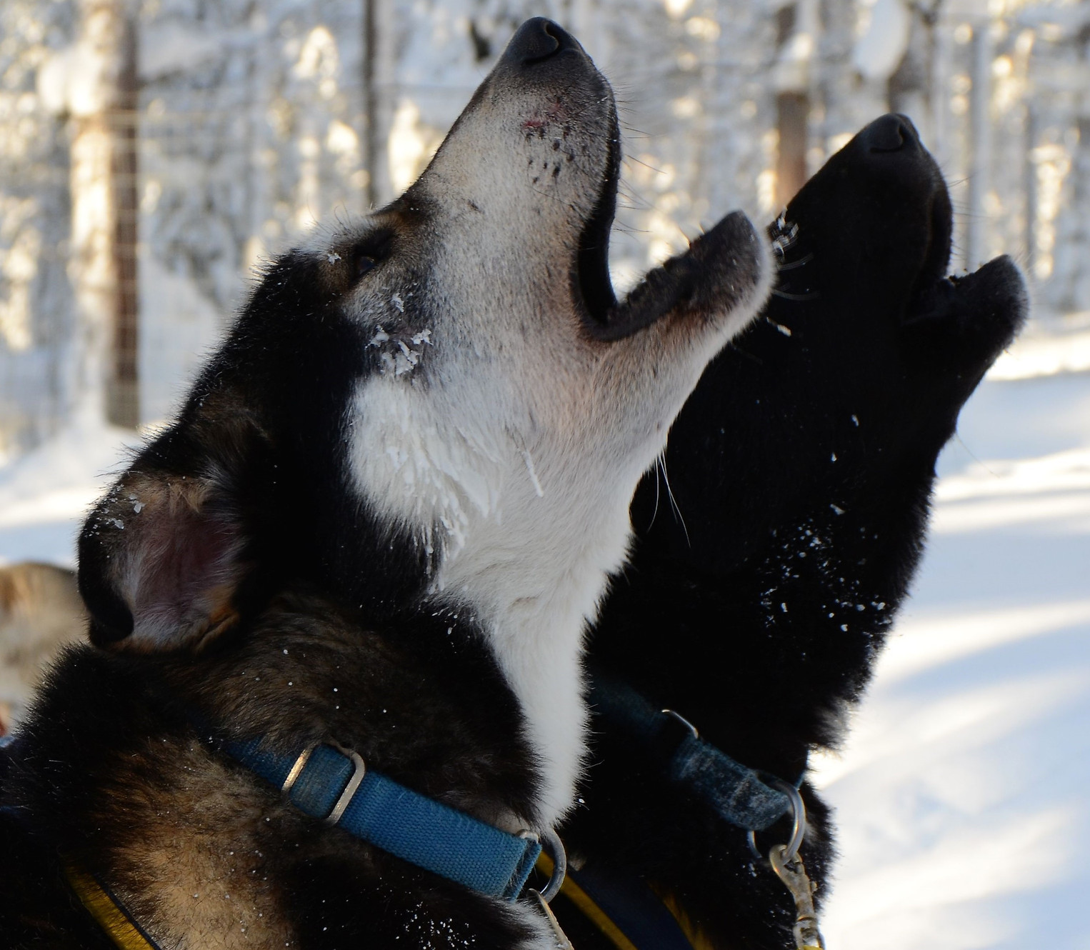 Bookings | Dog Sledding Tours | Ruka Husky | Kuusamo