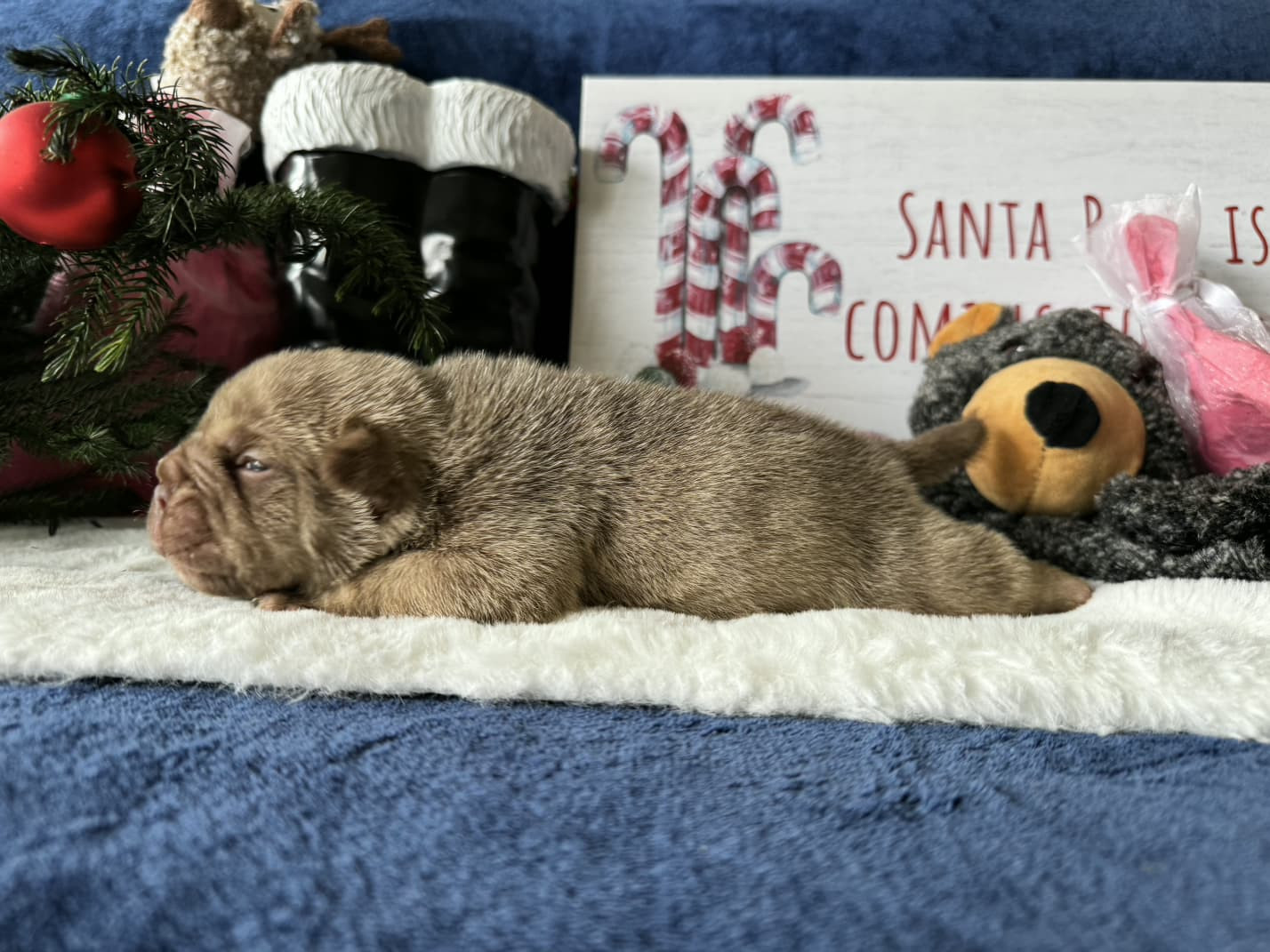 Techa American Bully Puppy | XL Pocket Micro Bully | Waycross GA USA