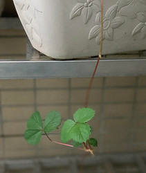 Biology experiments | Writingmama