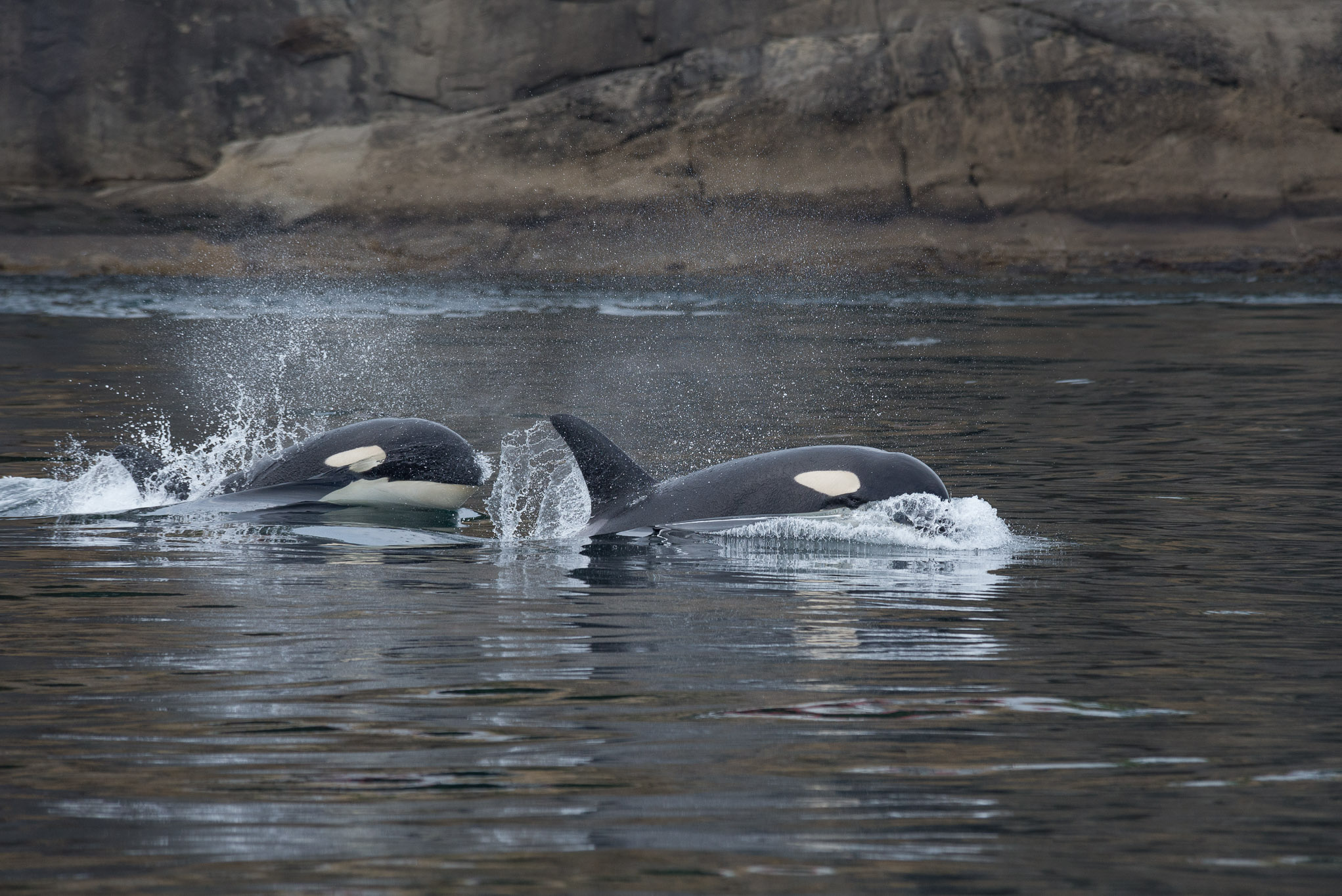 Seattle Whale Watching | Seaplane Package to Friday Harbor, WA