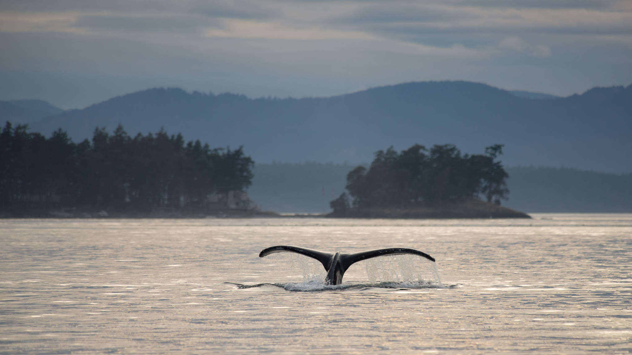 Seattle Whale Watching | Seaplane Package to Friday Harbor, WA