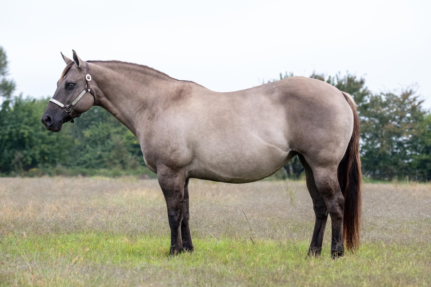 Tejana Jackie | Corbett Creek Ranch