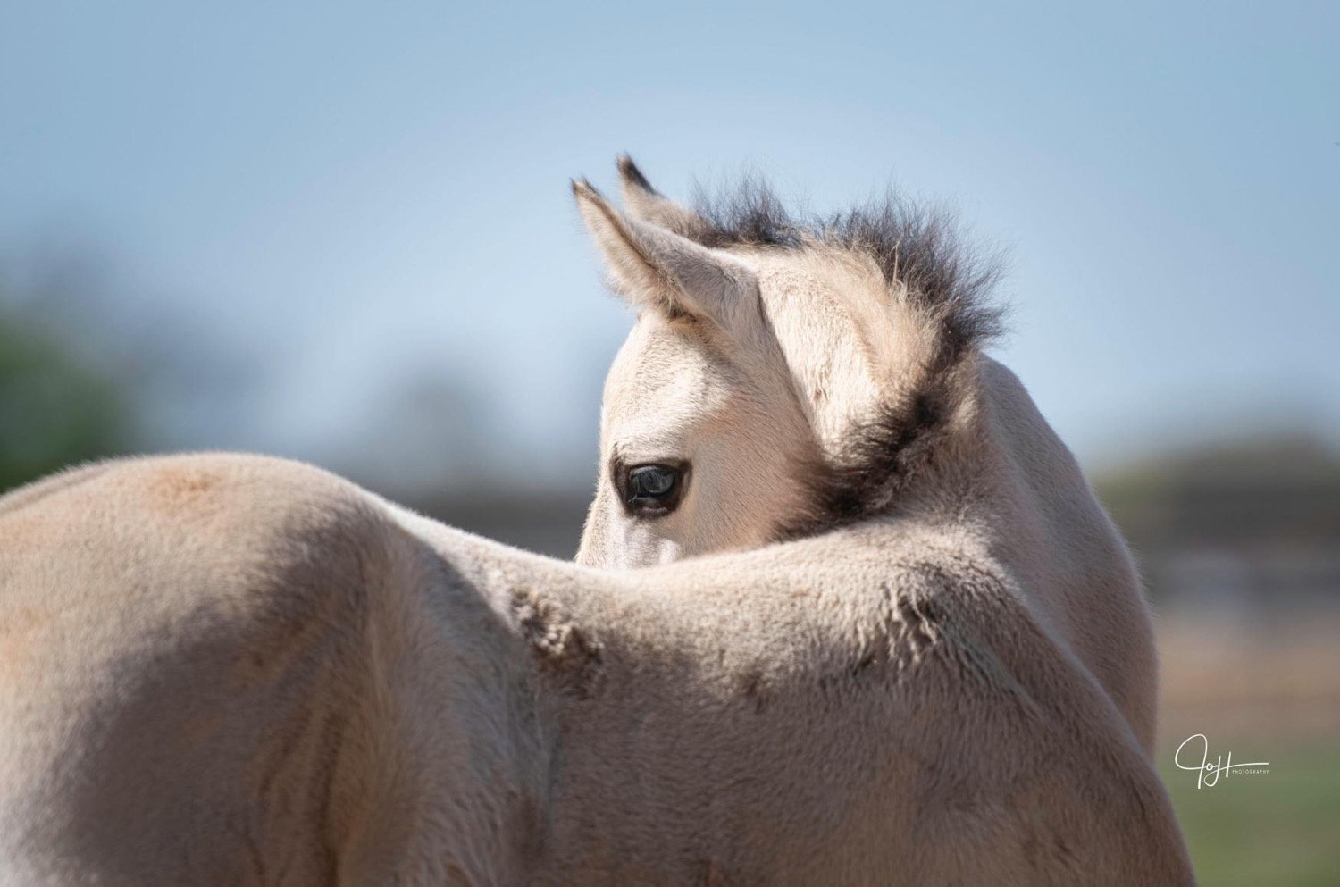 Ace | Corbett Creek Ranch