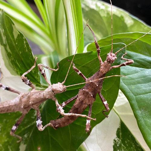 Sungaya inexpectata 'Highland' - PSG 195 - Stick Insect | EntoScapes