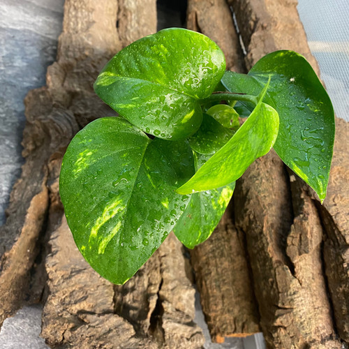 Devil's Ivy For Sale UK - Climber/Vine | EntoScapes