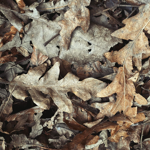 Dry Mixed Hardwood Leaf Litter For Sale UK - Oak, Maple, Beech ...