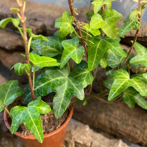 English Ivy - Live Terrarium Plants For Sale UK | EntoScapes