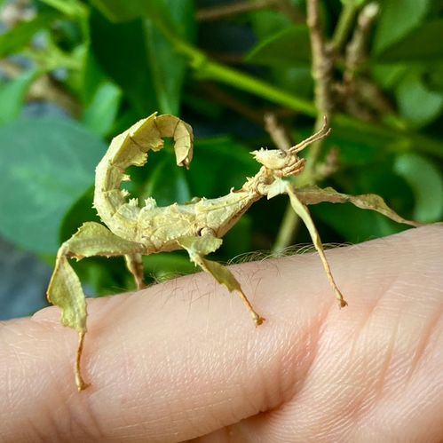 Giant Prickly Stick Insects For Sale UK | EntoScapes