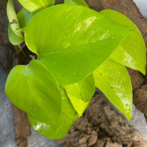 Neon Pothos - Live Terrarium Plants For Sale UK | EntoScapes