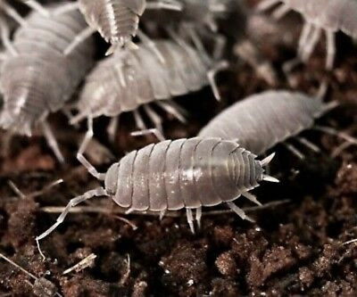 Tropical Grey / Powder Blue Isopods For Sale UK (Porcellionides ...
