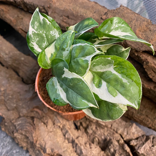 'N'Joy' Pothos - Live Terrarium Plants | EntoScapes