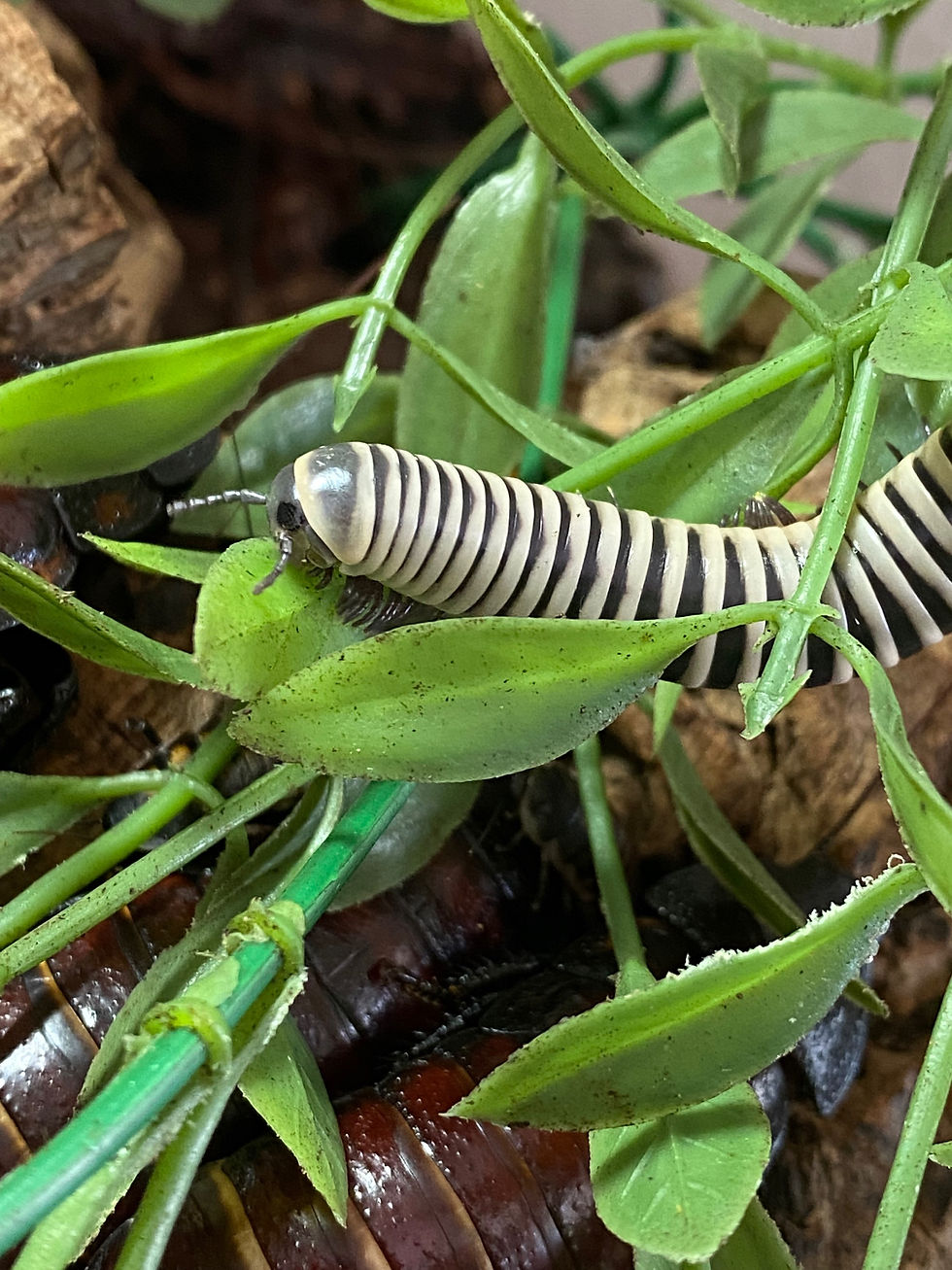 Live Invertebrates Fantastic Exotic Pets | EntoScapes