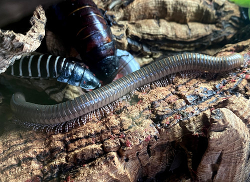 Ghana Speckled Leg Millipedes For Sale UK (Telodeinopus aoutii ...