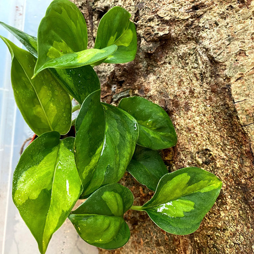 Terrarium Plants & Exotics - Rare ‘Global Green’ Pothos (Epipremnum ...