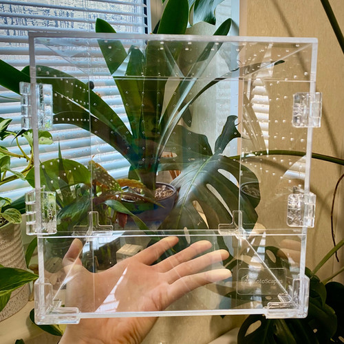 EntoScapes' Cube Enclosure - 20x20x20cm Display Enclosure For Sale UK ...