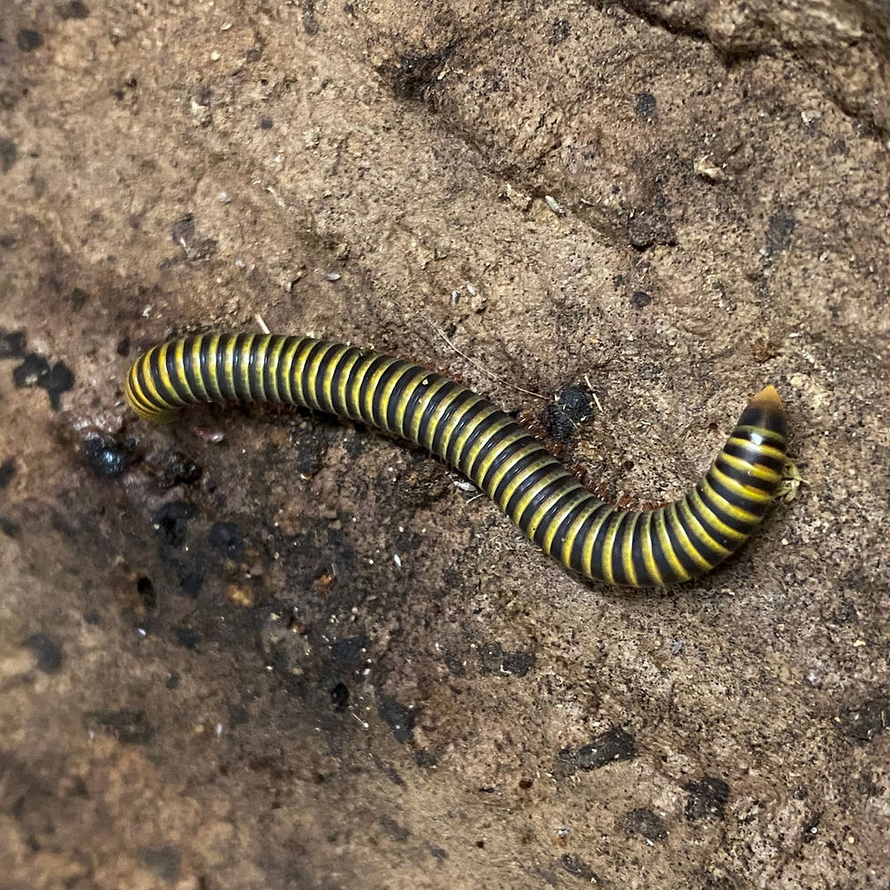 Bumblebee Millipede For Sale UK (Anadenobolus monilicornis) Juvenile ...