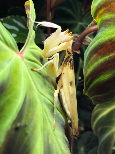 Orchid mantis - Hymenopus Coronatus L2-3 Nymphs - Butterfly Plants ...