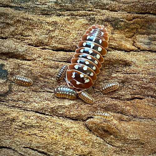 Clown Isopods For Sale UK - Armadillidium klugii | EntoScapes
