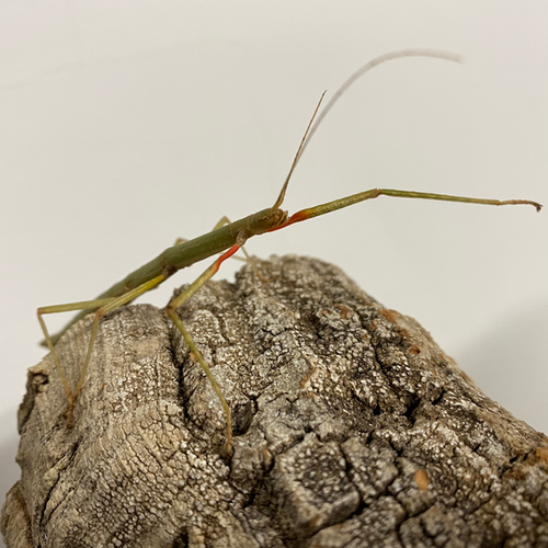 Indian Stick Insects For Sale UK (Carausius morosus) PSG 1 - Nymphs ...
