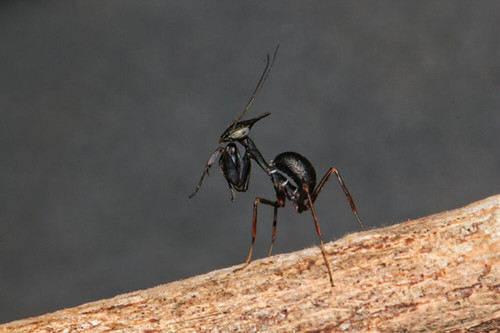 Ghost Mantis Nymphs I1-I3 - Phyllocrania paradoxa - NewlandPhotography ...
