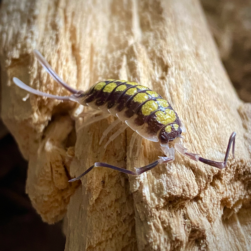Porcellio haasi 'High Yellow' Isopods For Sale UK | EntoScapes