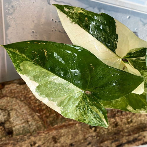 Live Terrarium Plants-Syngonium podophyllum ‘Albo' | EntoScapes