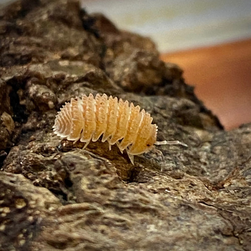 Cristarmadillidium Muricatum Isopod for Sale UK - EntoScapes