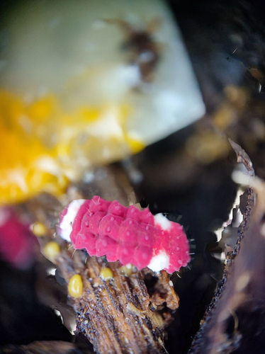 Redford White/Santa Claus Springtails - The Podfather | EntoScapes