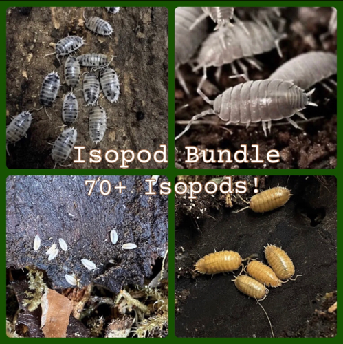 70+ Mixed Isopod Bundle For Sale UK - Dairy Cow, Powder Blue, Giant ...