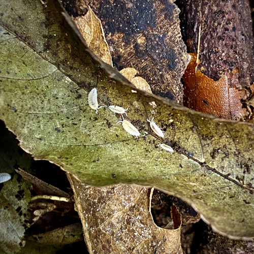 Dwarf White Isopods For Sale UK Clean-up Crew (Trichorhina tomentosa ...