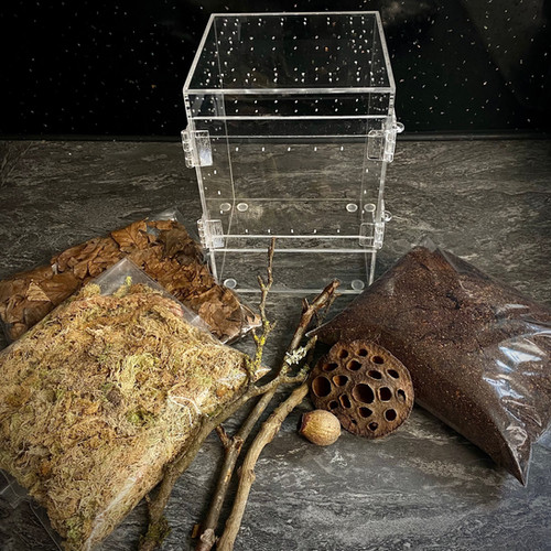 Jumping Spider Starter Kits For Sale - EntoScapes' Enclosures For ...