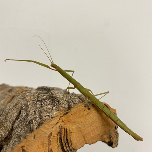 Indian Stick Insects For Sale UK (Carausius morosus) PSG 1 - Nymphs ...