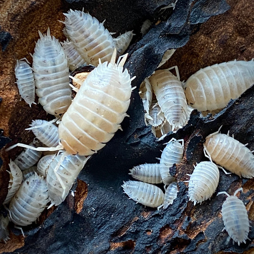 ‘Crystal White’ Isopods For Sale UK- (Porcellio laevis) - Woodlouse ...