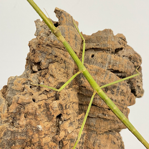 Vietnamese Stick Insects For Sale UK (Ramulus artemis) PSG 144- Nymphs ...