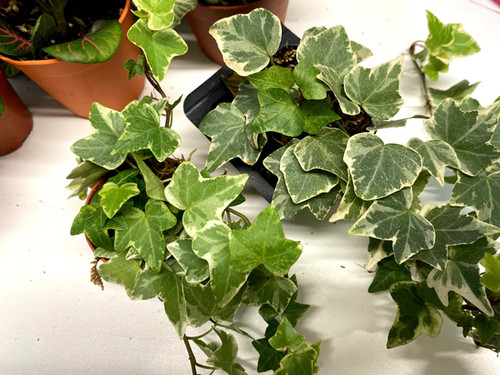English Variegated Ivy For Sale UK (Hedera Helix) - Trailing Plant ...