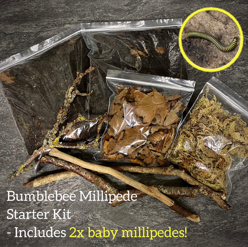 Bumblebee Millipede Starter Kit Incl. 2x Millipedes | EntoScapes