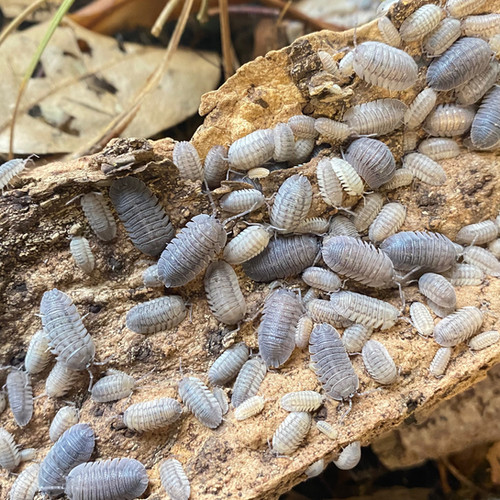 Greek Speckled Isopods For Sale UK (Armadillidium peraccae) - Temperate ...