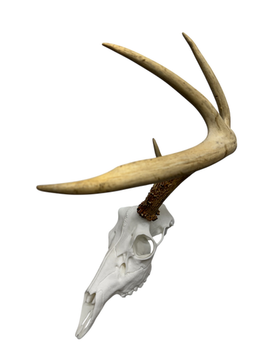 Whitetail 3D Protruding Half-Skull Single Shed Mount w/ AAS | BC Innovated
