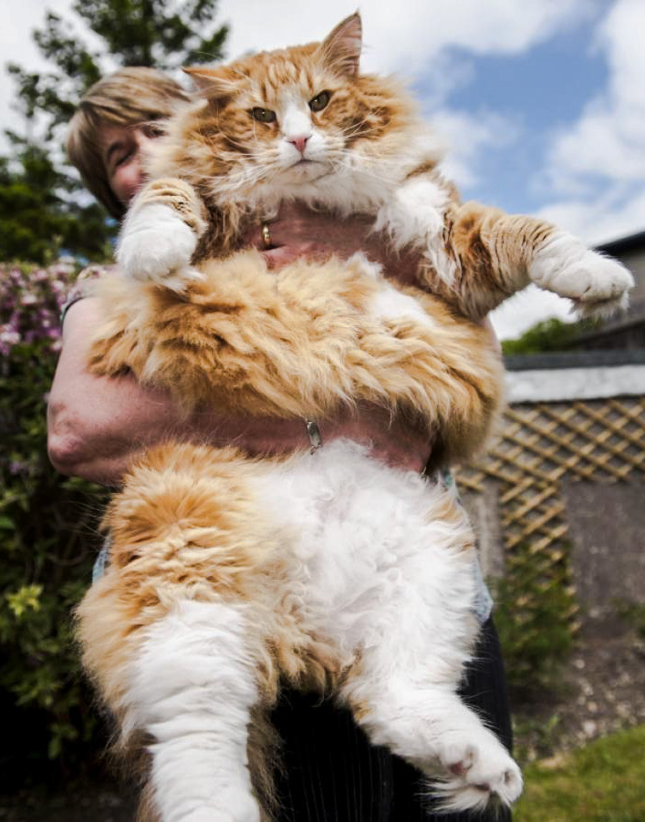 Mythical “Fairy-Cats”: Norwegian Forest Cats