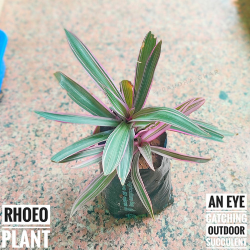 Rhoeo Plant (with pot options) | Paudha Ghar