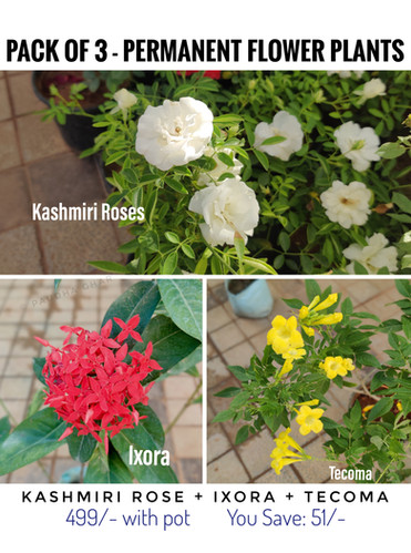 Pack of 3 : Permanent Flower Plants (with pot) | Paudha Ghar