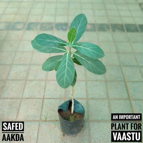 Safed Aakda/Calotropis Gigantea (with pot options) | Paudha Ghar