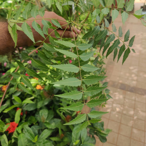 Neem Tree - Bitter (without pot, height: 5-6 feet) | Paudha Ghar