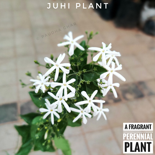 Juhi Plant (fragrant, with/without pot) | Paudha Ghar