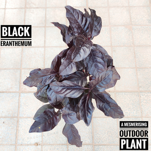 Eranthemum (purple & red, with pot options) | Paudha Ghar