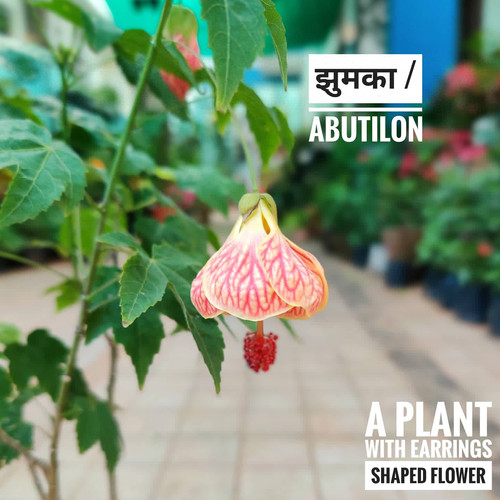 Jhumka/Lantern Hibiscus Plant (with pot options) | Paudha Ghar