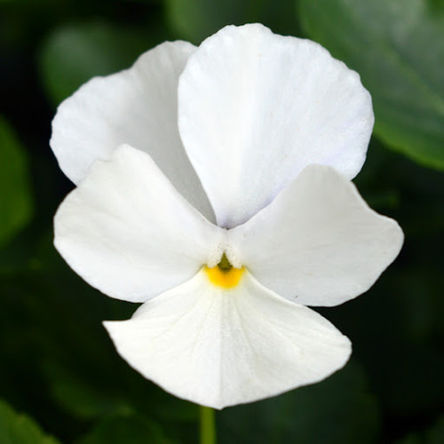 Viola 'White Swan' | tissington-nursery