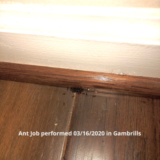 Omega Pest Control LLC | Photo Gallery | Maryland