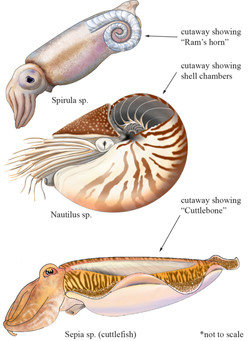 Justin Hofman scientific illustration